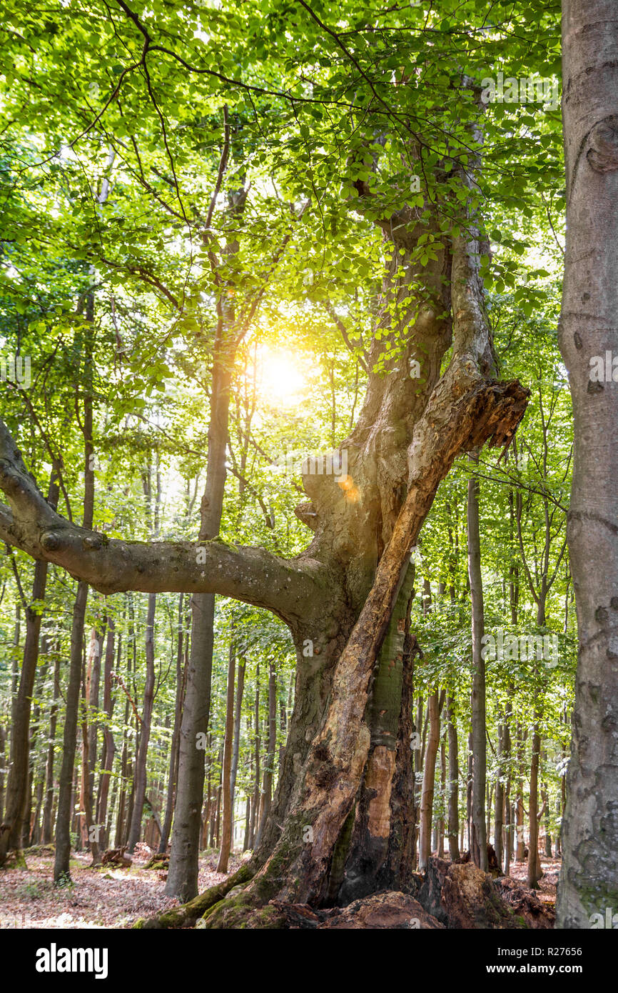 Magic scenery hi-res stock photography and images - Alamy