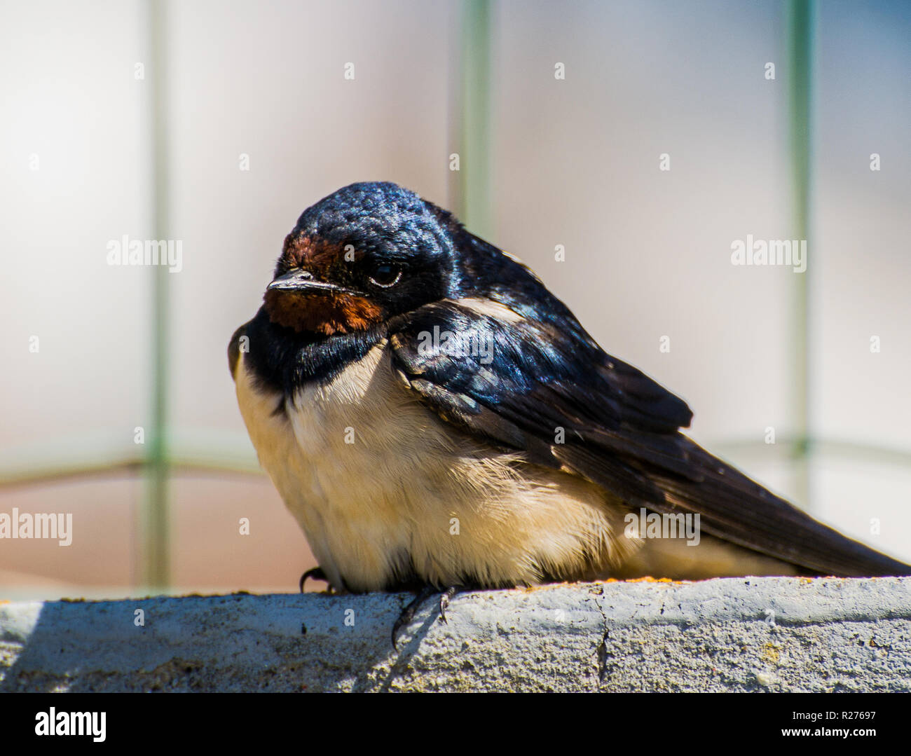 Annoiato hi-res stock photography and images - Alamy