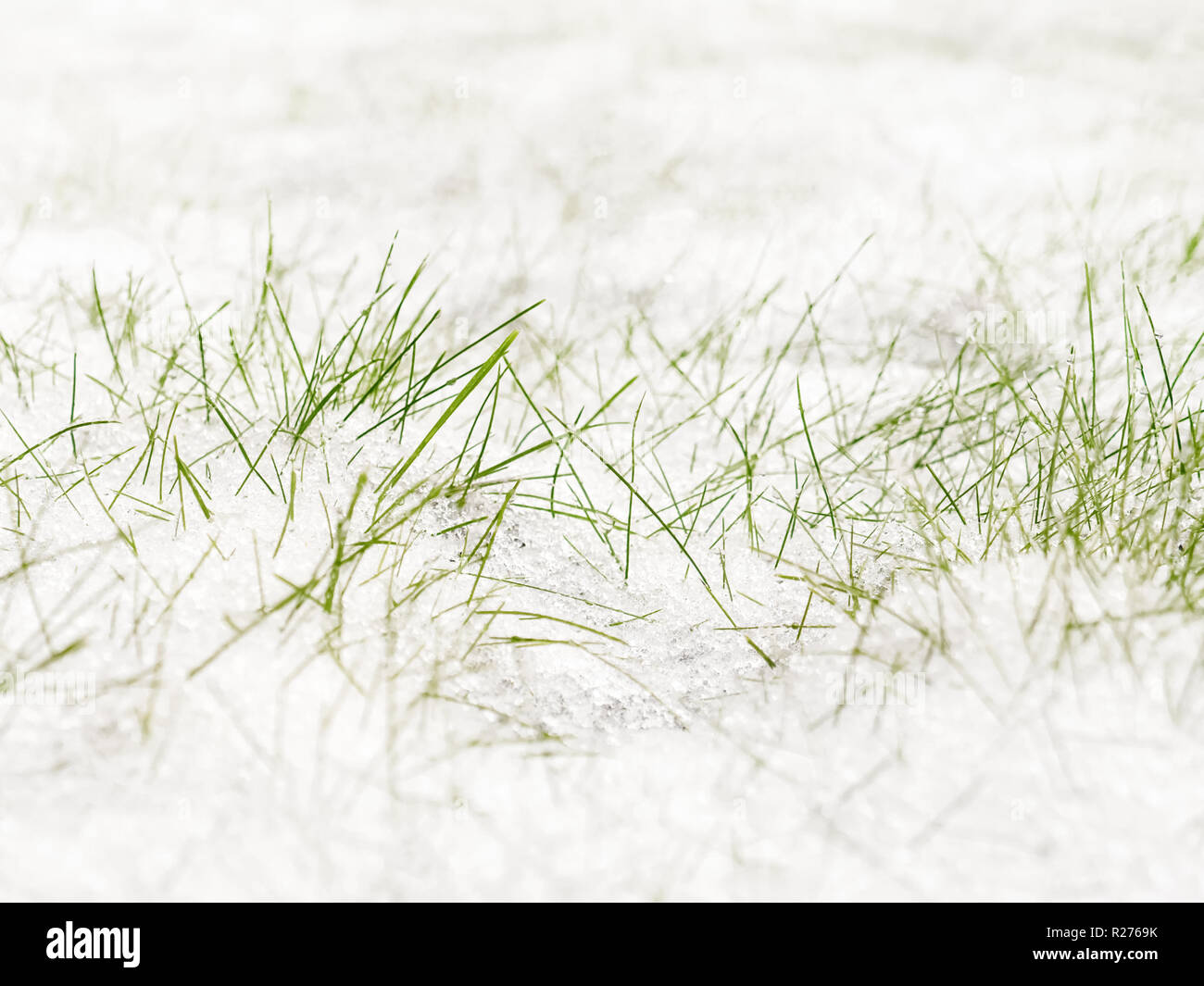 Sunlight through winter wheat hi-res stock photography and images - Alamy