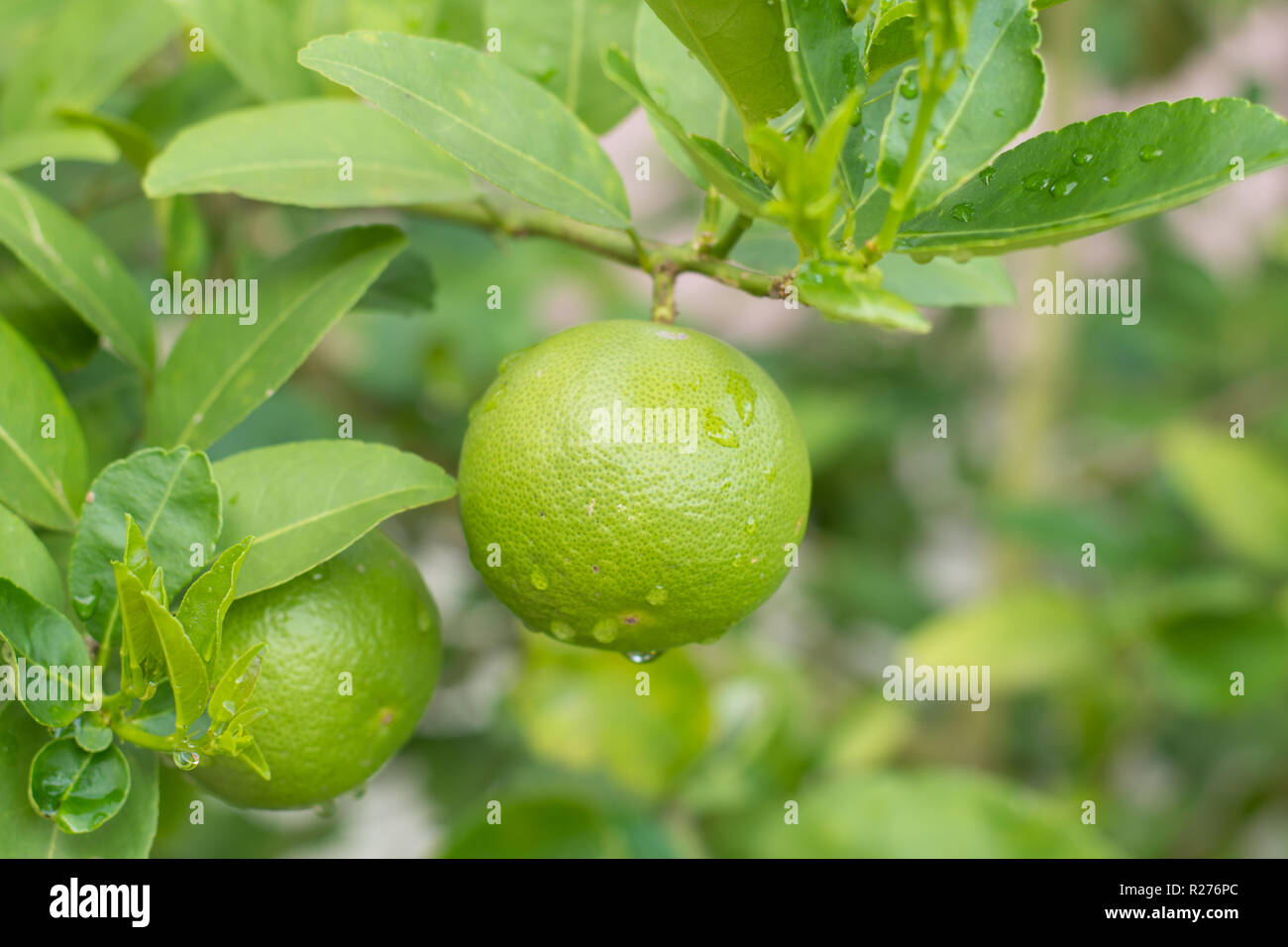 Rain drop on close up green lemon, Key lime Stock Photo - Alamy