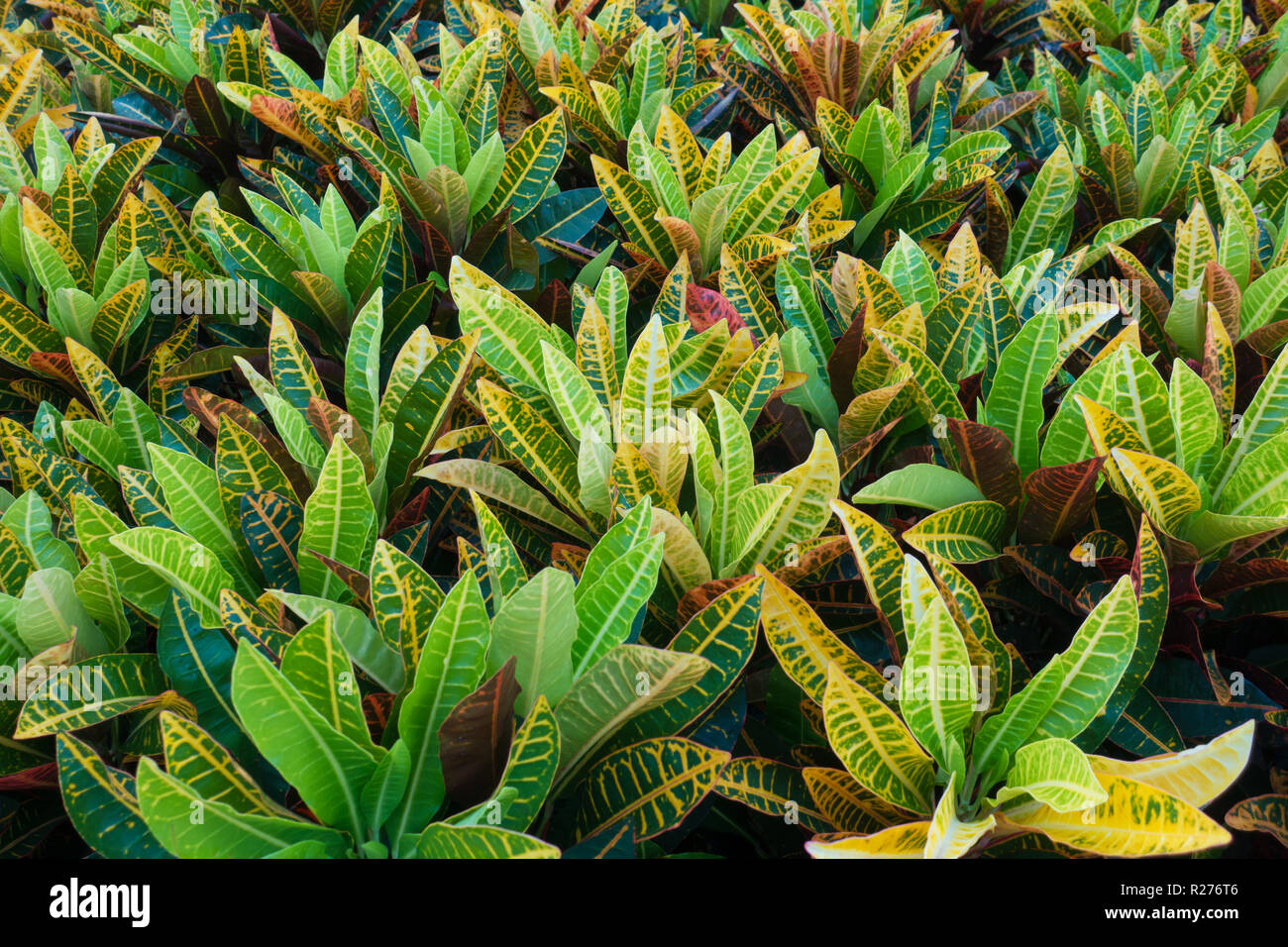 Colorful garden croton leaves background. (Codiaeum variegatum Stock ...
