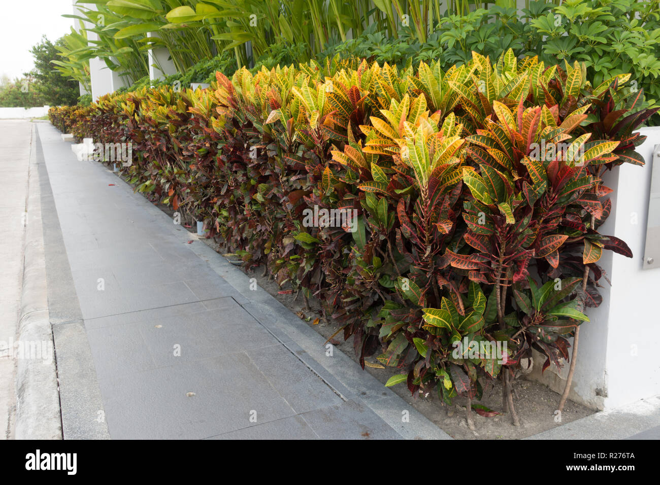 Beautiful croton plants hi-res stock photography and images - Alamy