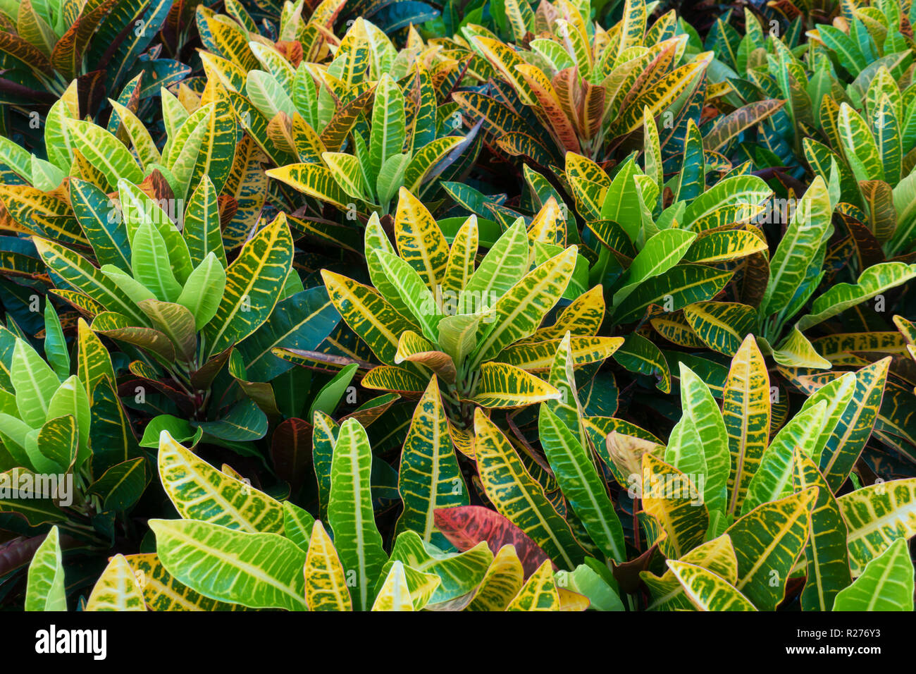 Colorful garden croton leaves background. (Codiaeum variegatum Stock ...