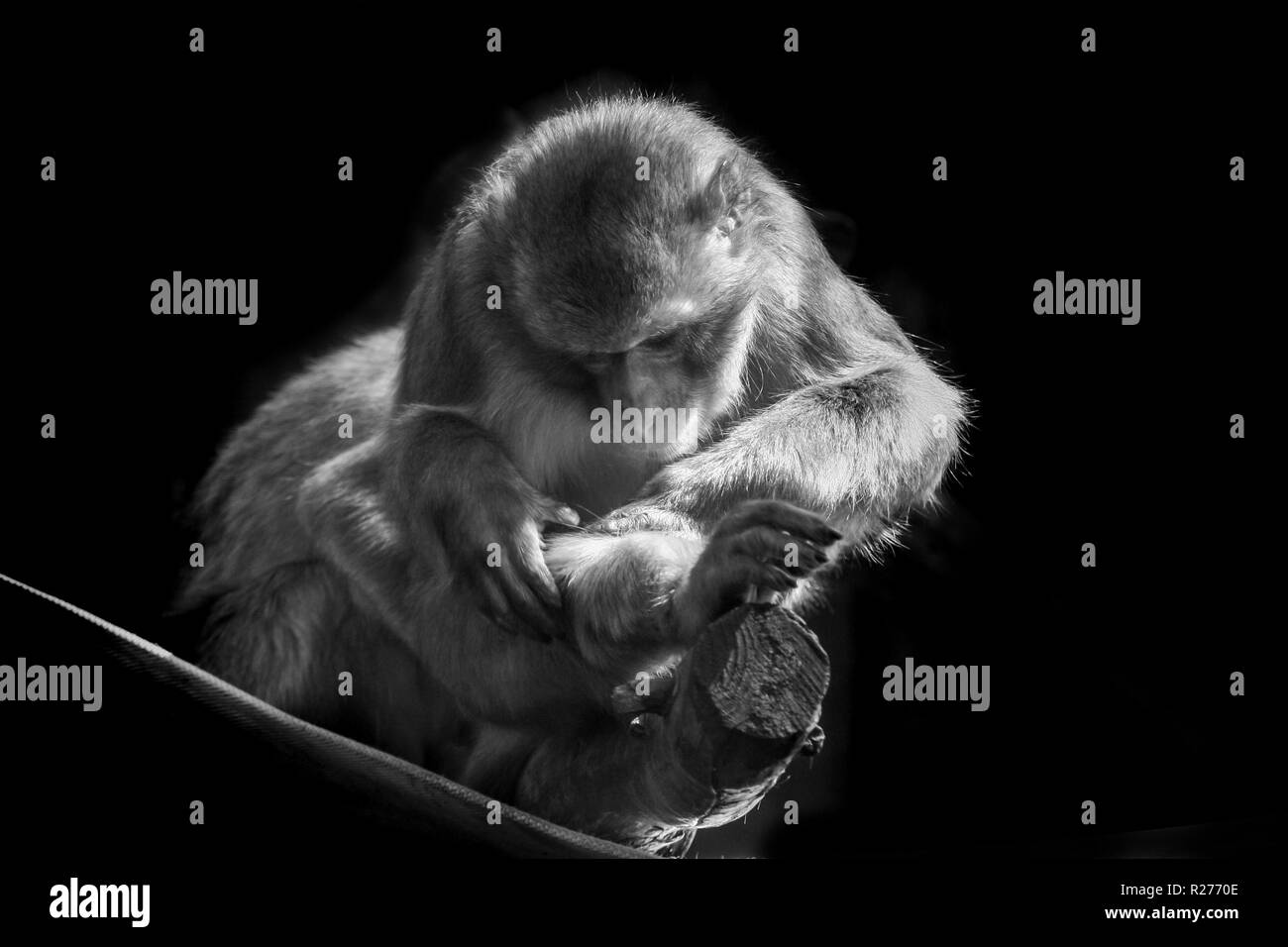Africa's nature. Busy monkey Stock Photo - Alamy