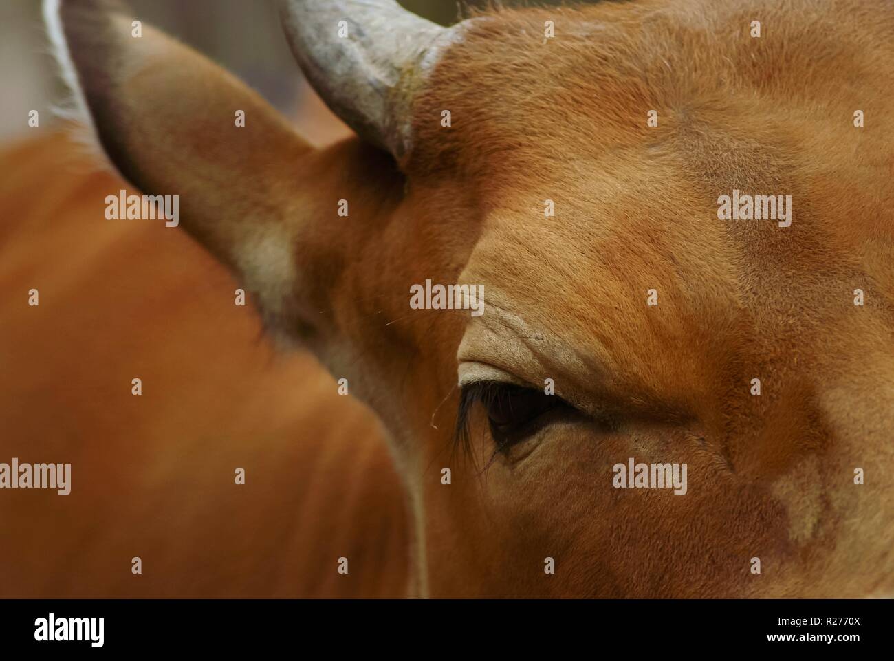Dwarf buffalo hi-res stock photography and images - Alamy