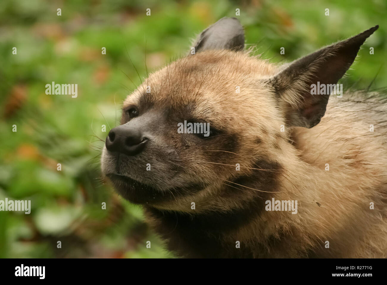 Portrait of a smiling hyena Stock Photo - Alamy