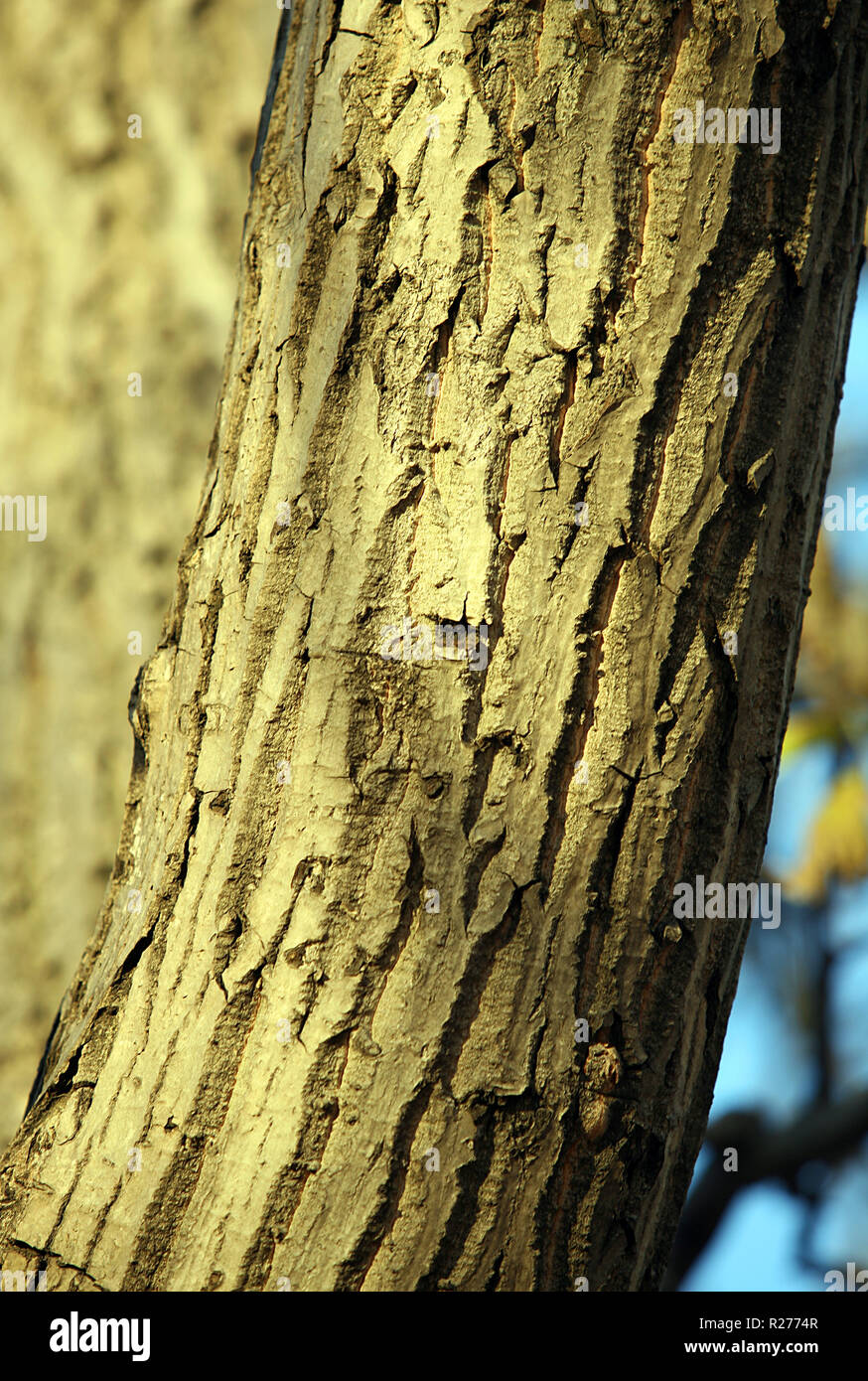 Old wood tree texture Stock Photo - Alamy