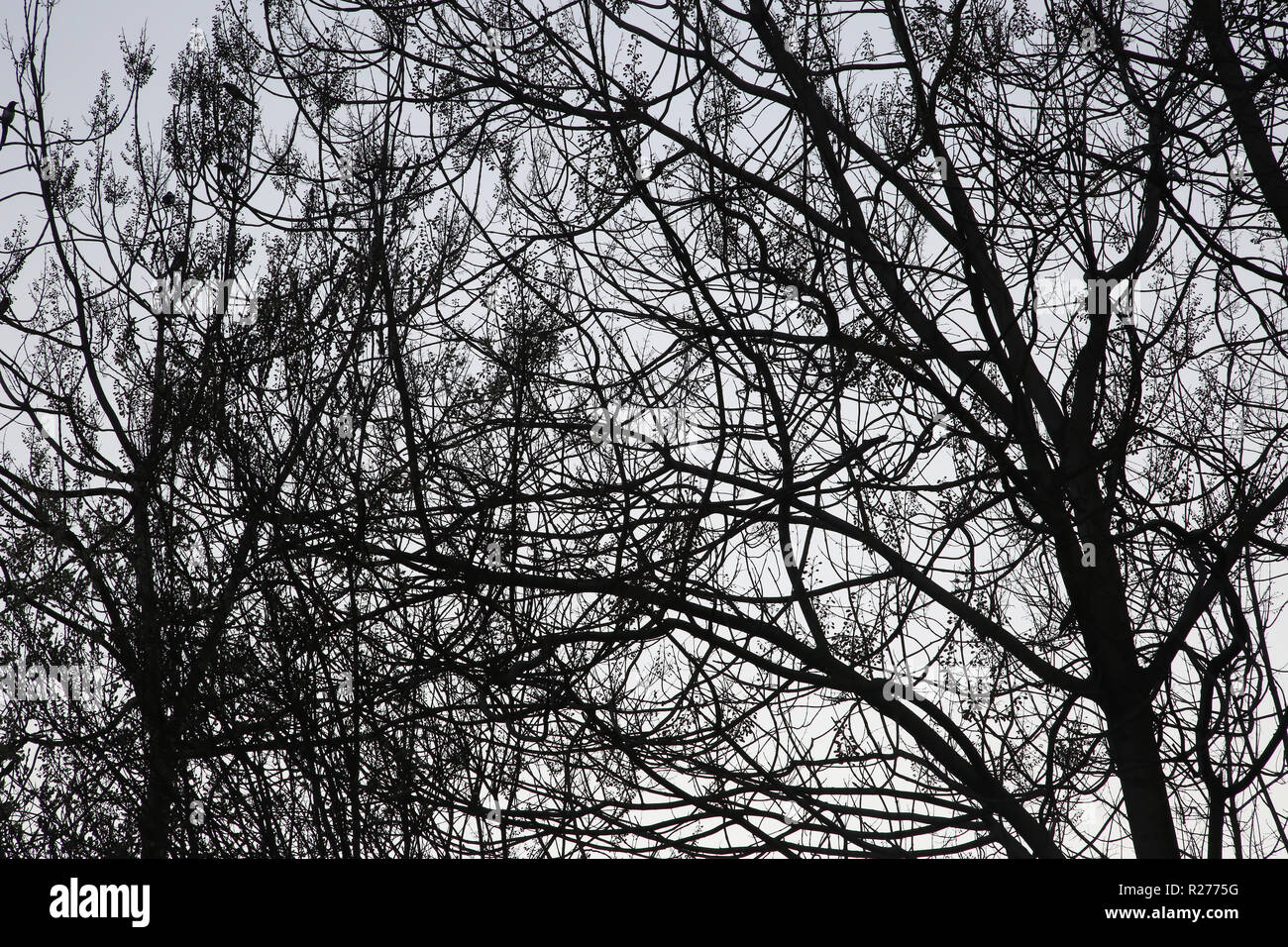 Branch texture hi-res stock photography and images - Alamy