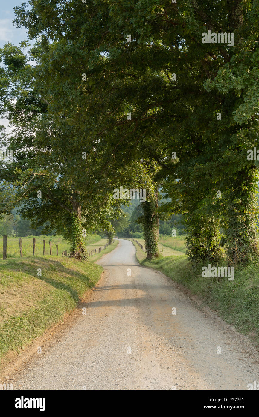 Ivy Covered Trees Line Hyatt Lane in late summer in the Smokies Stock ...