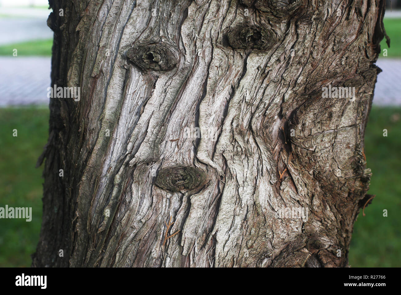 Old wood tree texture Stock Photo - Alamy