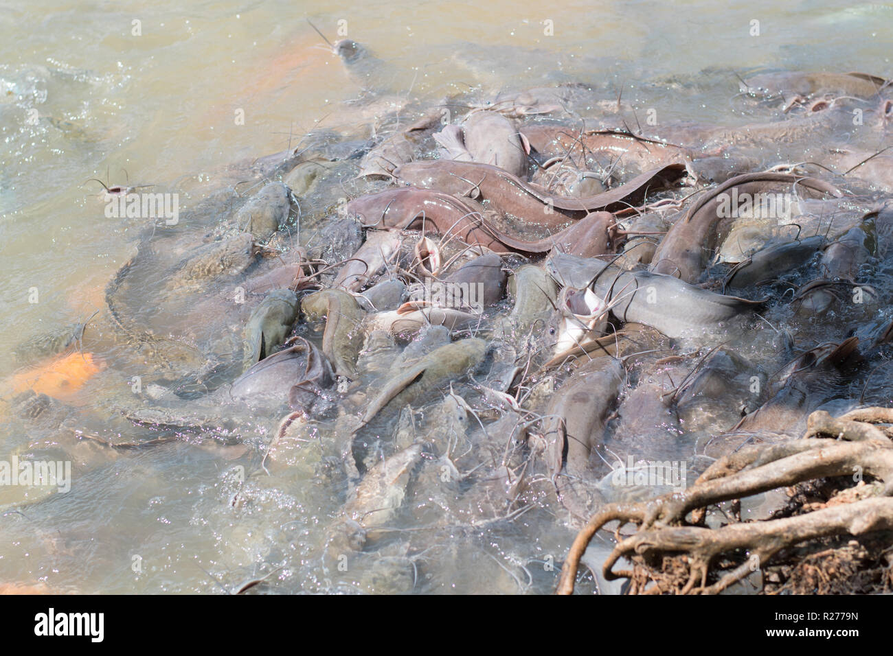 Fish eating food in fish ponds Stock Photo - Alamy