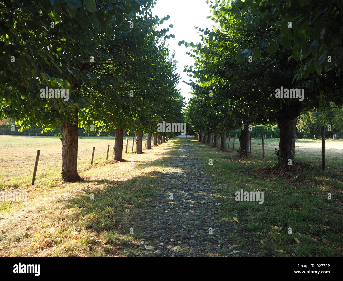 Tree Alley on a summer day Stock Photo - Alamy