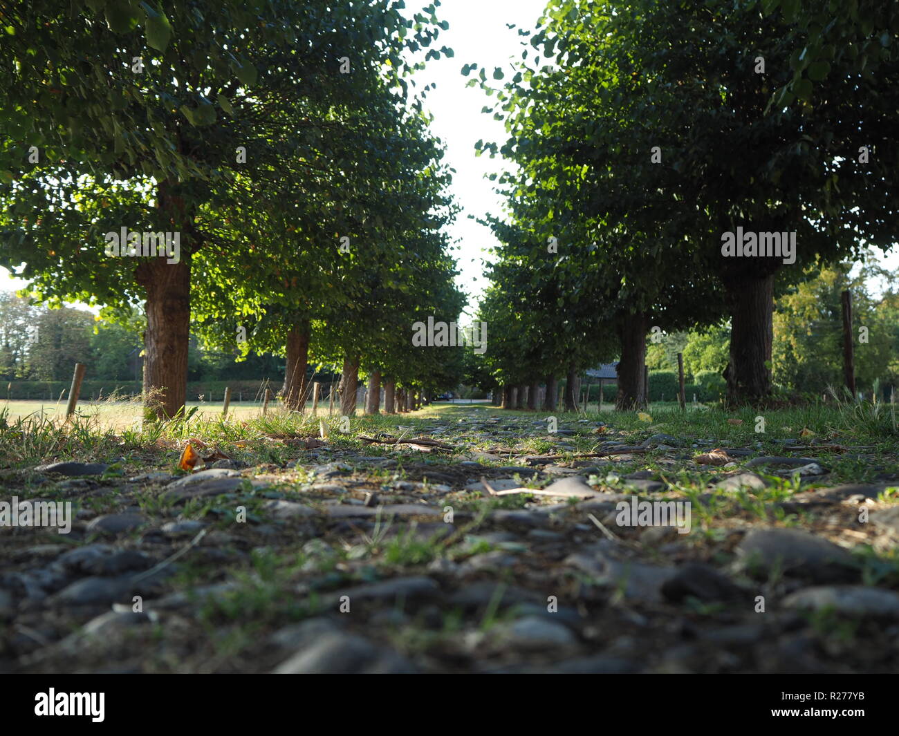 Tree Alley on a summer day Stock Photo - Alamy