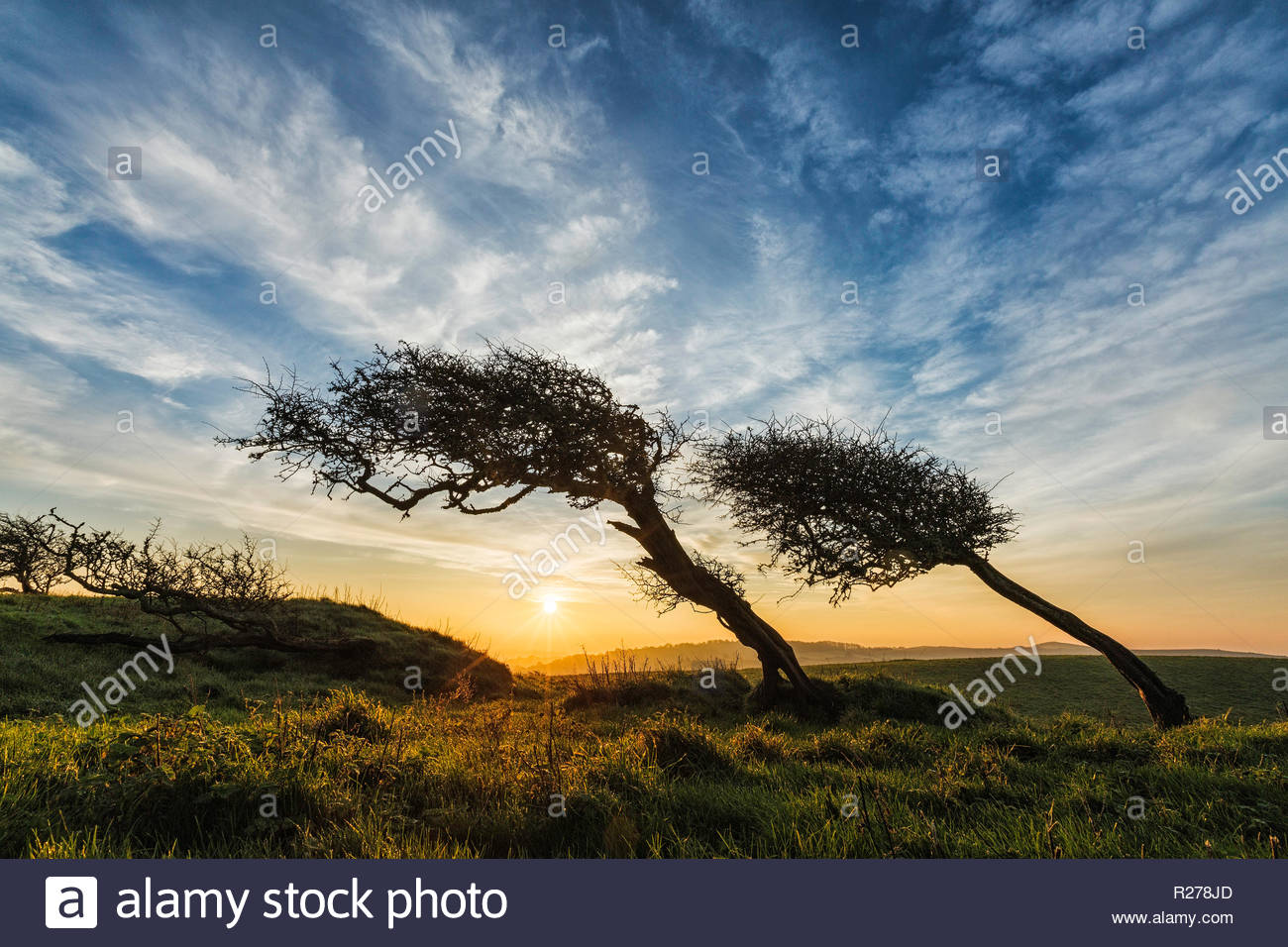 Hawthorn Trees High Resolution Stock Photography and Images - Alamy