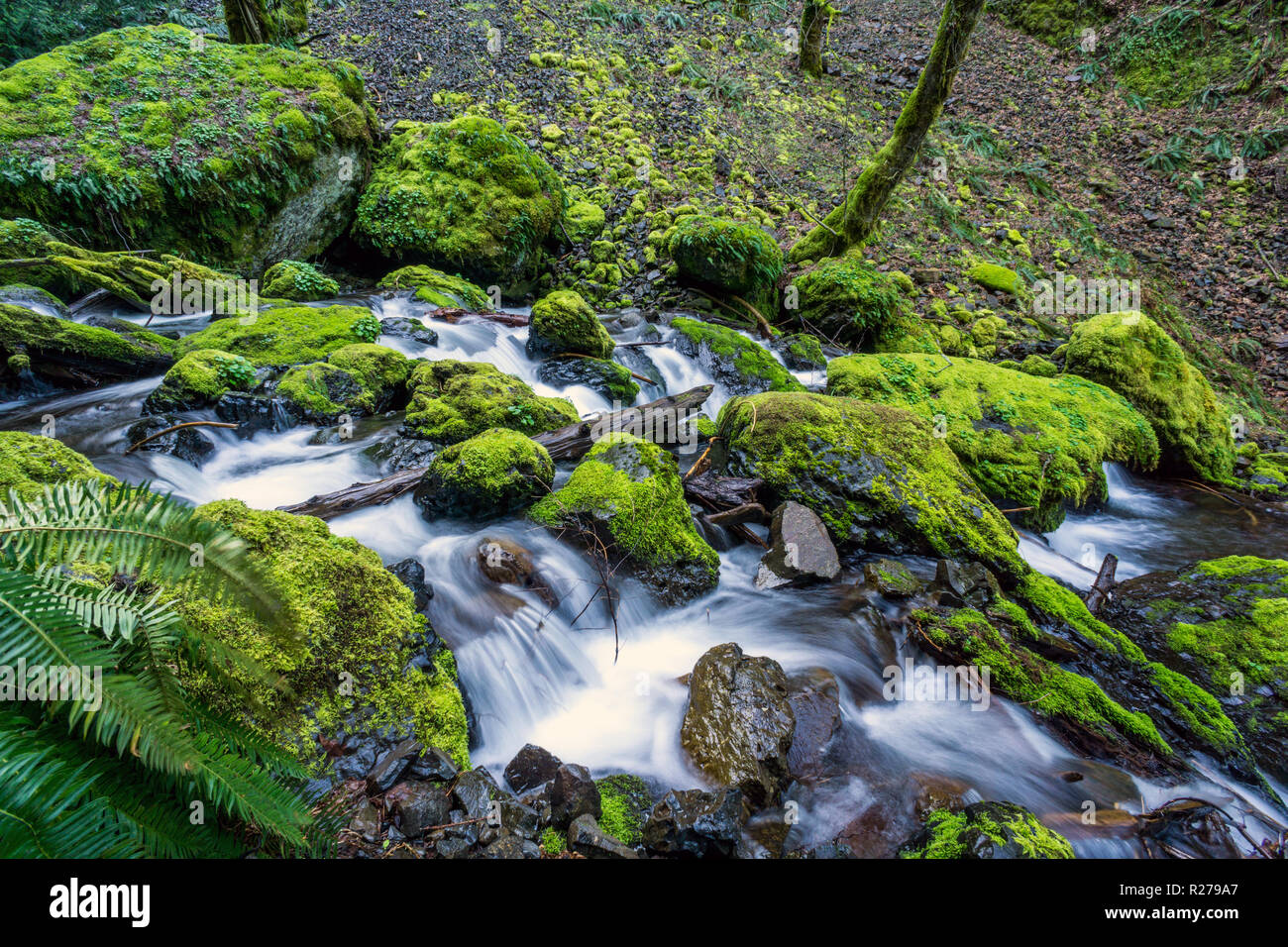 Stream and mossy rocks hi-res stock photography and images - Alamy