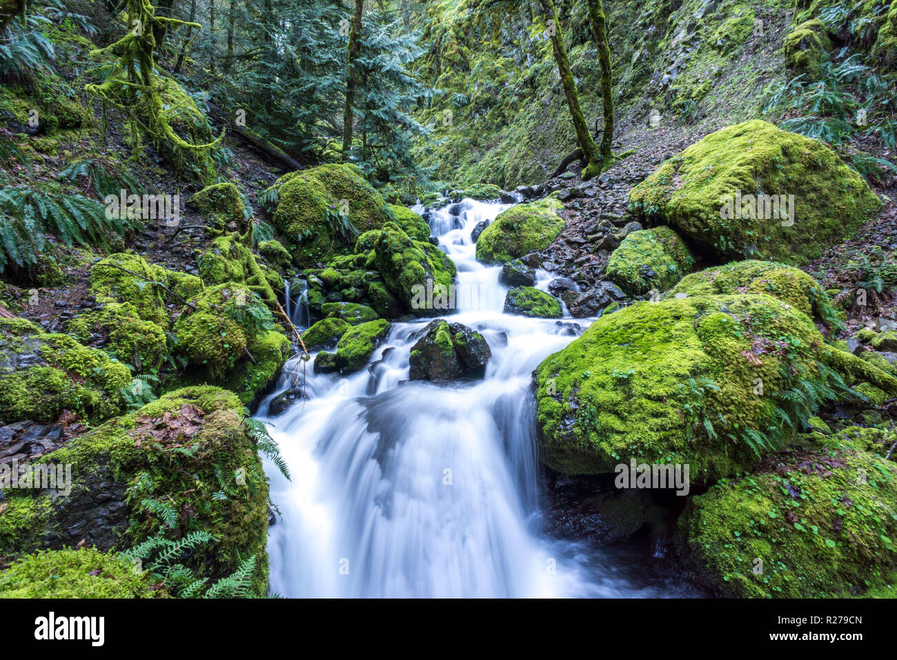 Cascading Waterfalls and stream, moss covered rocks. Iconic Oregon ...