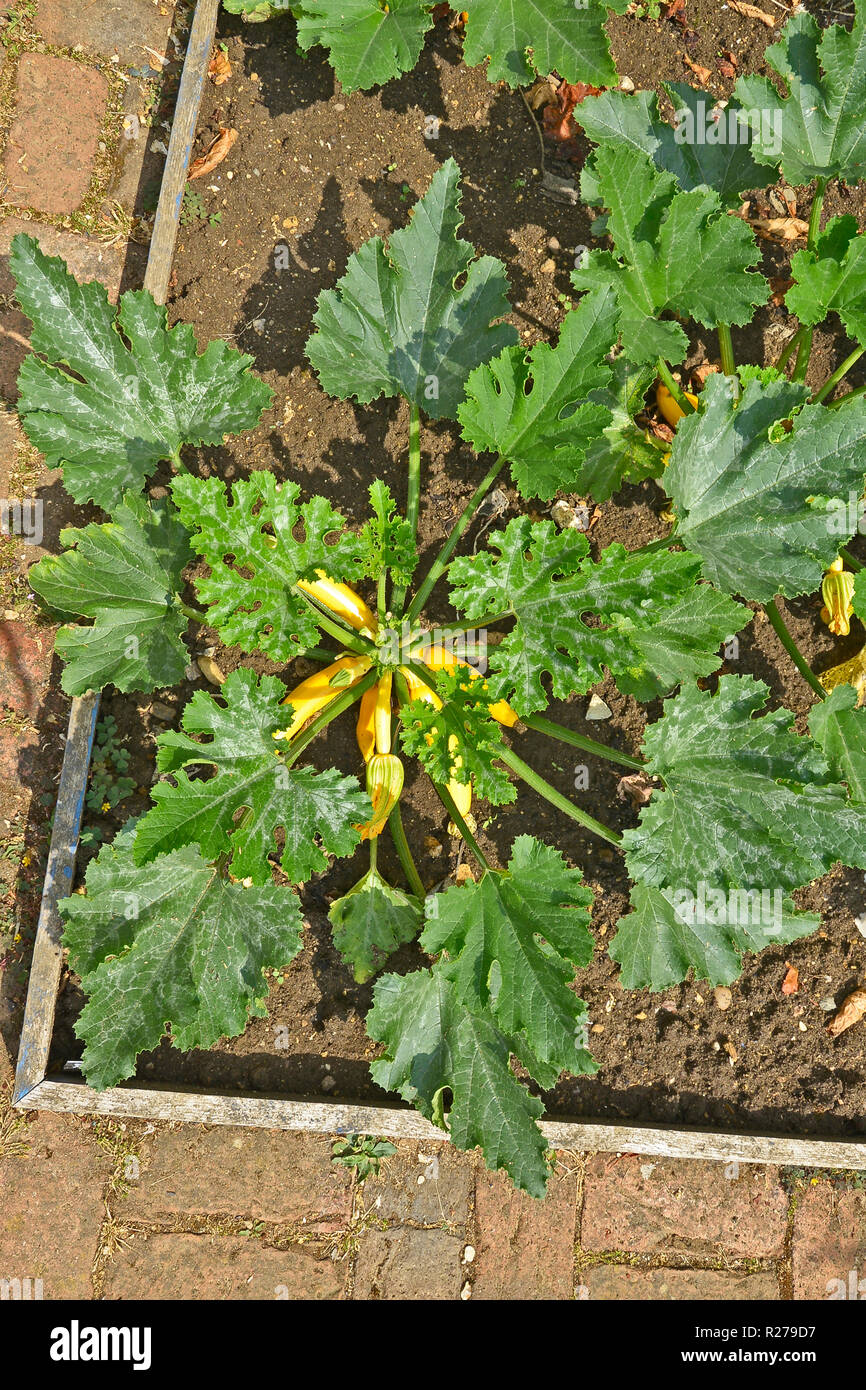 Courgette plant garden hi-res stock photography and images - Alamy