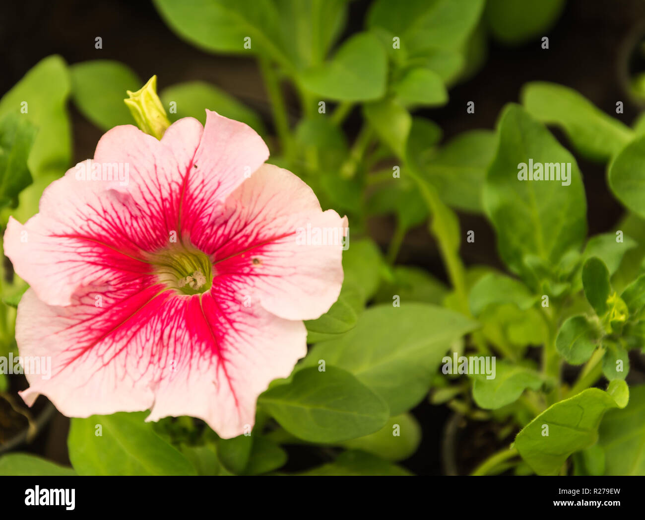 Pink flowers in the garden on grass background Stock Photo - Alamy