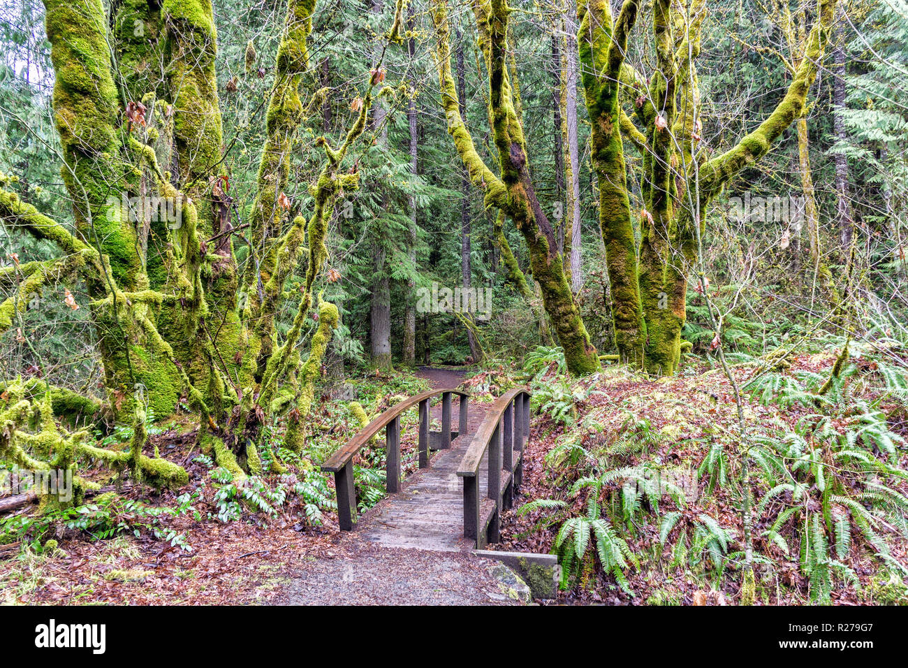 Enchanted Forest with Mossy Trees - Southwest Oregon, Pacific Northwest ...