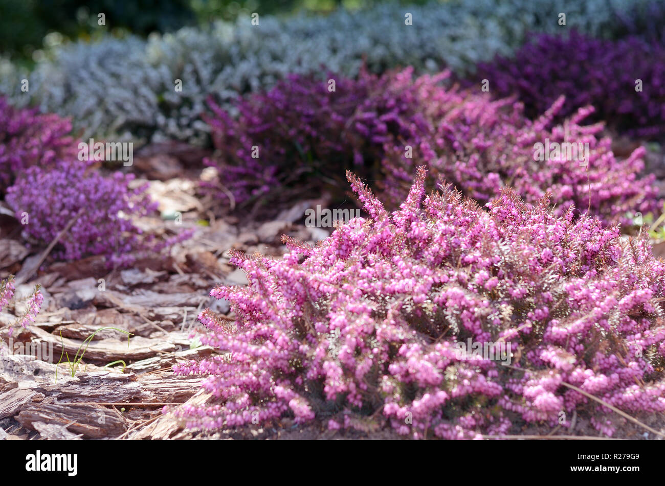 Beautiful purple heather cover in a field full of spring sunlight. Soft ...