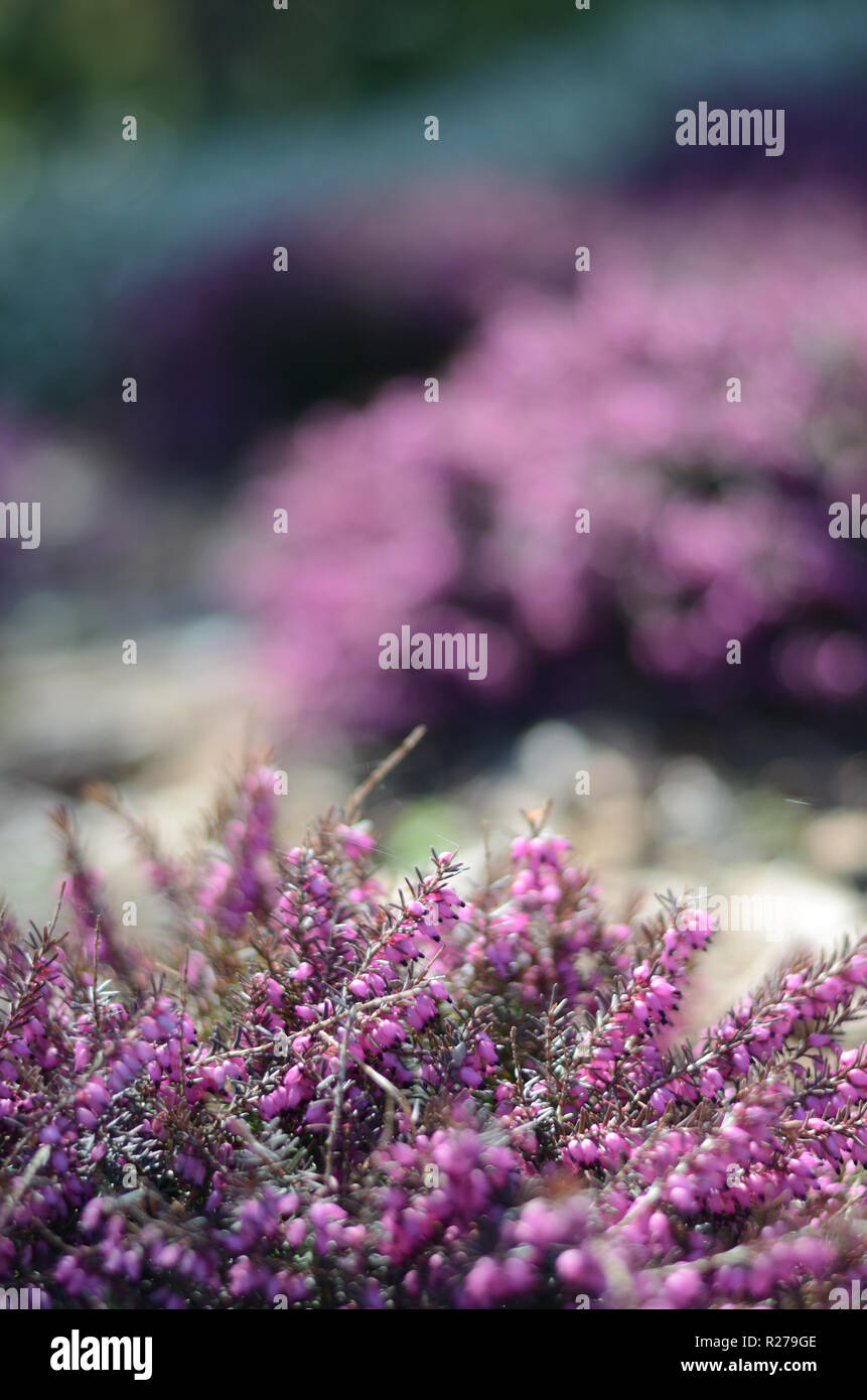 Beautiful purple heather cover in a field full of spring sunlight. Soft ...