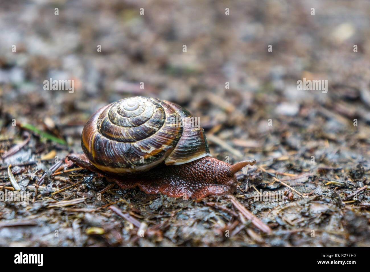 Pacific northwest slug hi-res stock photography and images - Alamy