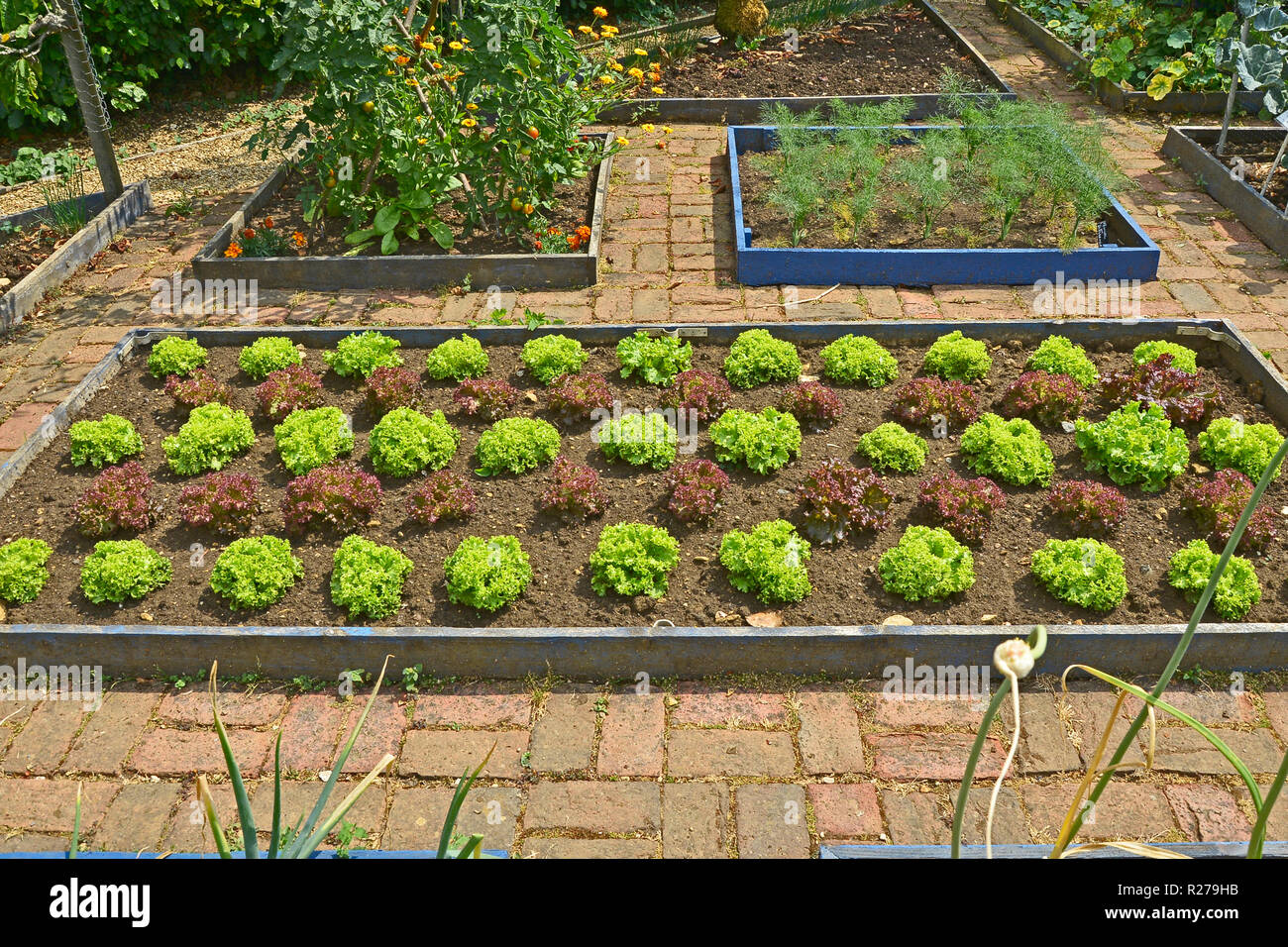 A clean and tidy vegetable garden with contained areas of lettuce and ...