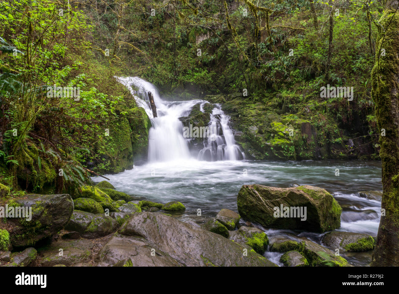 Sweet Creek Falls in Spring - Mapleton, Oregon Coast Stock Photo - Alamy
