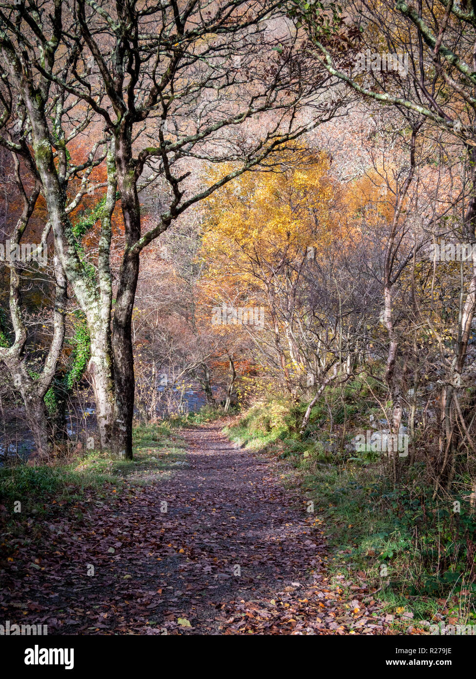 Autumn trees and trees hi-res stock photography and images - Alamy