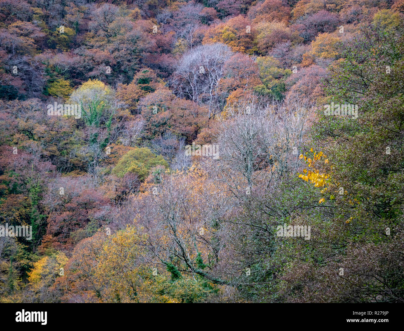 Exmoor forest hi-res stock photography and images - Alamy