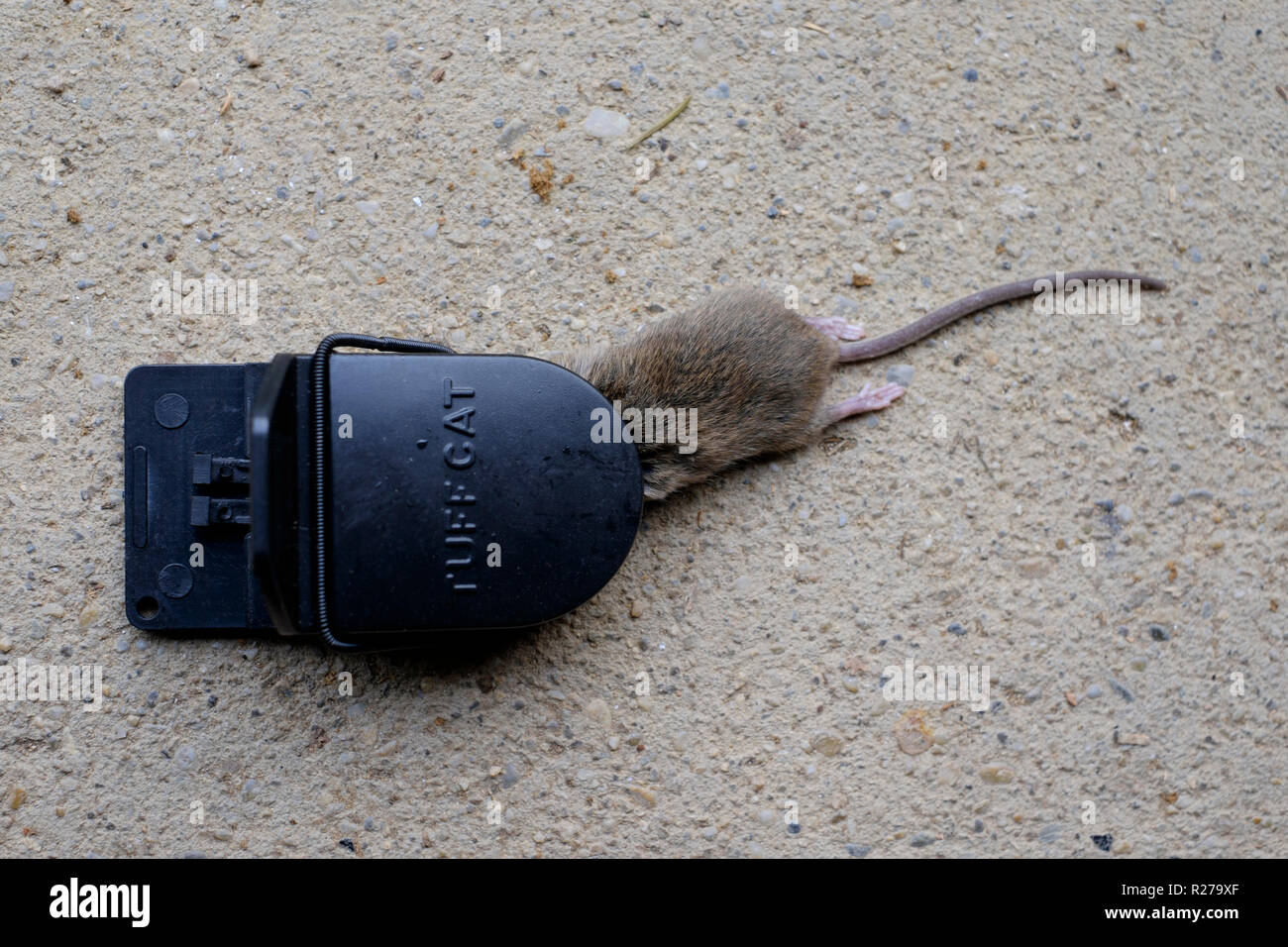 Killed a mouse hi-res stock photography and images - Alamy