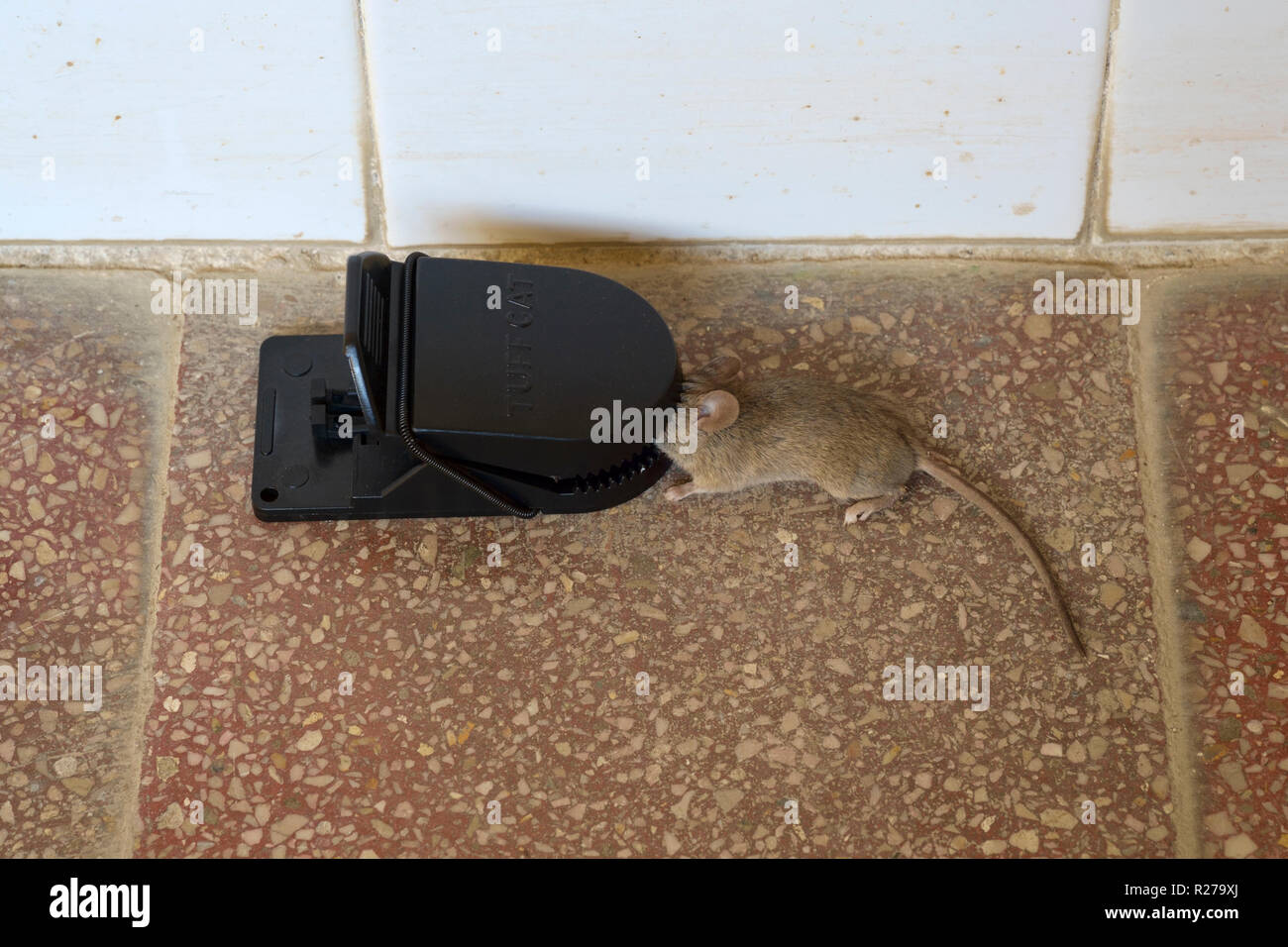 small mouse caught in mousetrap in a rural house in zala county hungary ...