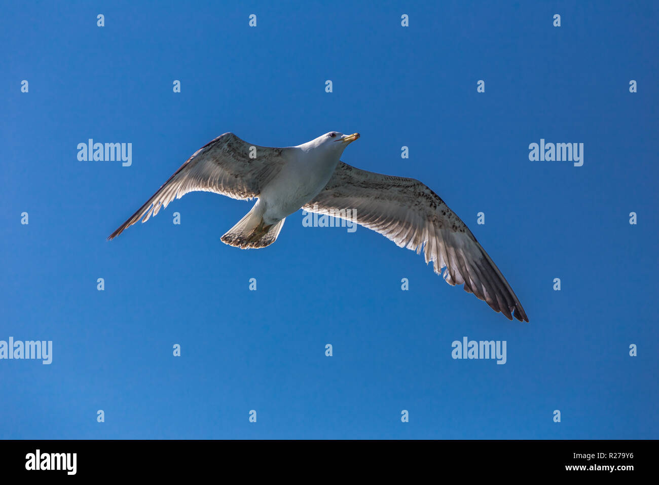 Flying bird from above hi-res stock photography and images - Alamy