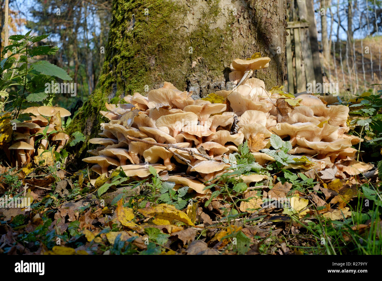 honey mushroom armillaria mellea growing around a dead tree base zala ...