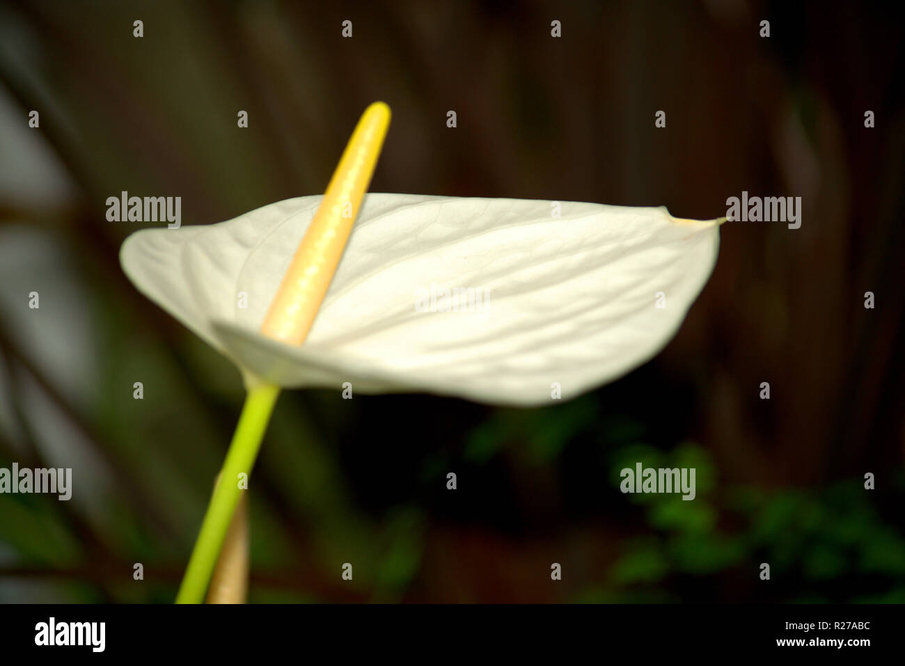 Peace lilly, Spath lily or Spathiphyllum Stock Photo - Alamy