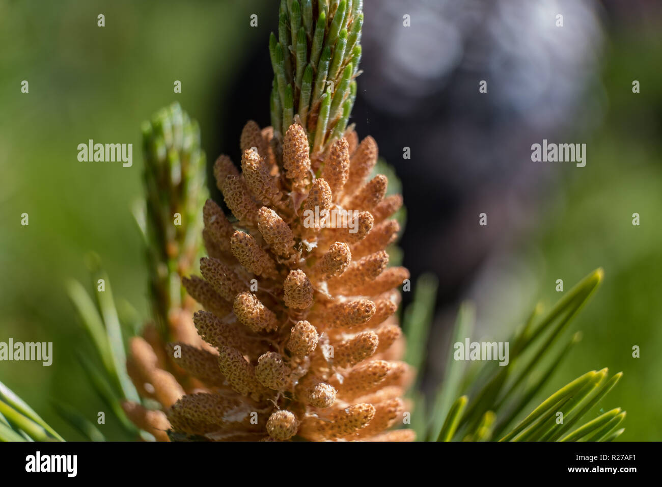 Tree kidney hi-res stock photography and images - Alamy