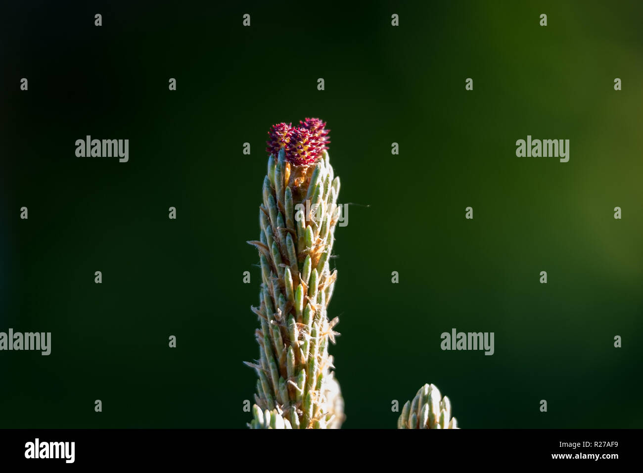 Cute kidney hi-res stock photography and images - Alamy