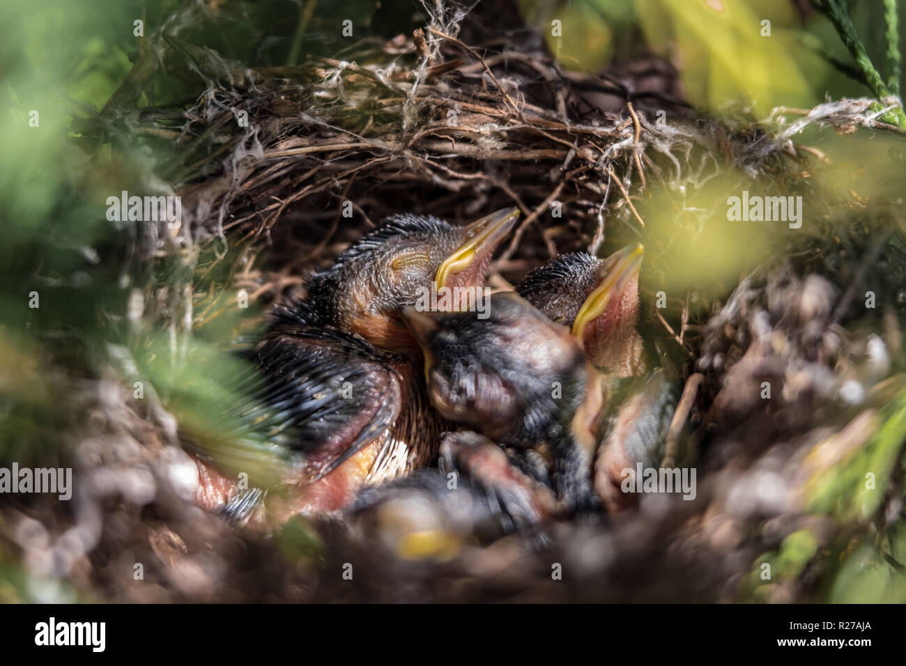 Hidden chicks hi-res stock photography and images - Alamy