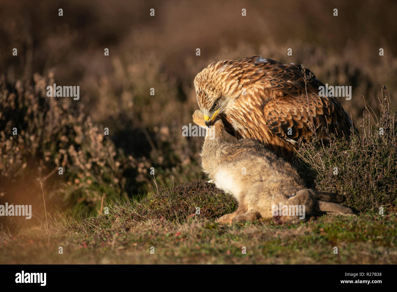 Red kite, Milvus milvus,autumn on Suffolks heathland, with rabbit prey ...