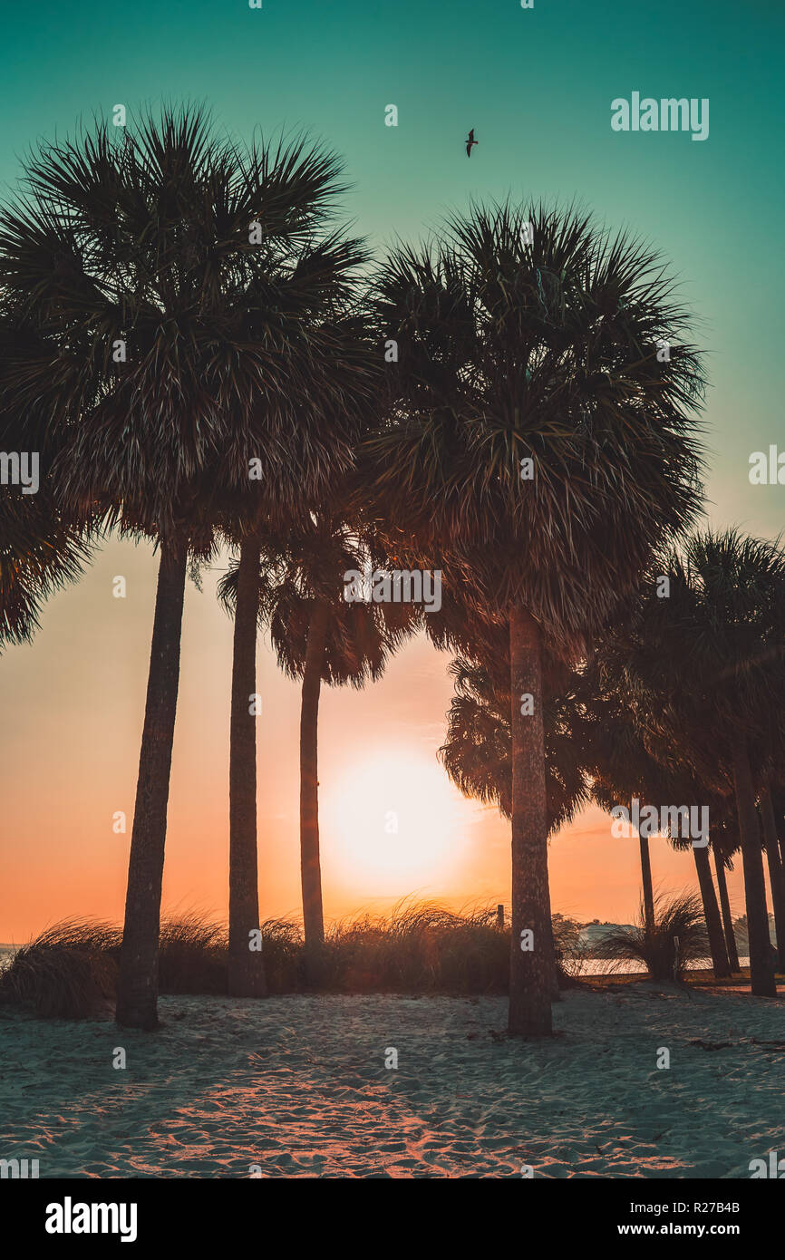 Palm trees on the beach at Eckerd College, Florida Stock Photo - Alamy