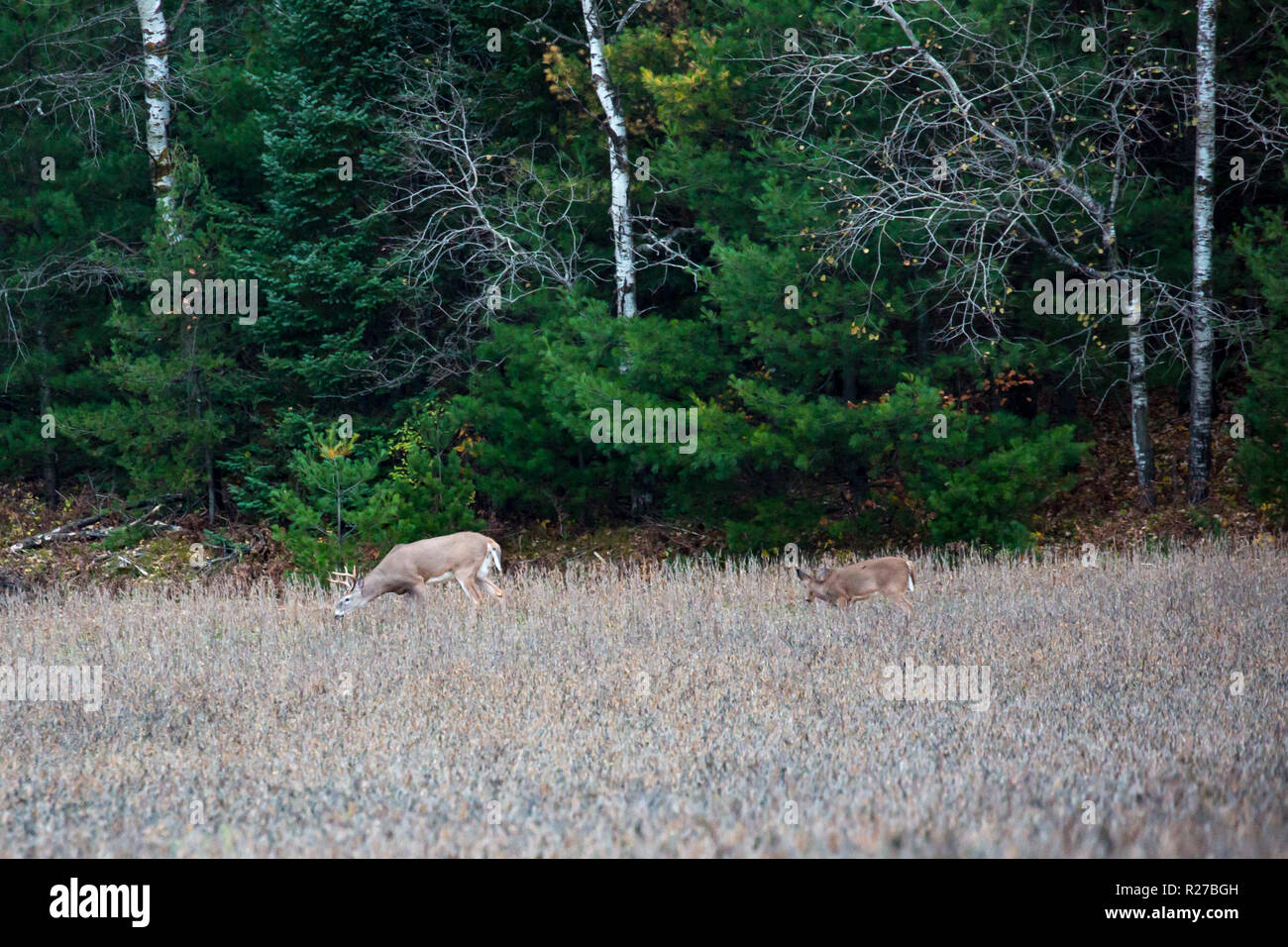 Ten point buck hi-res stock photography and images - Alamy