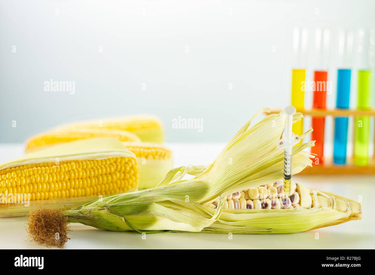 Injected corn cob in genetic engineering laboratory, GMO food concept ...