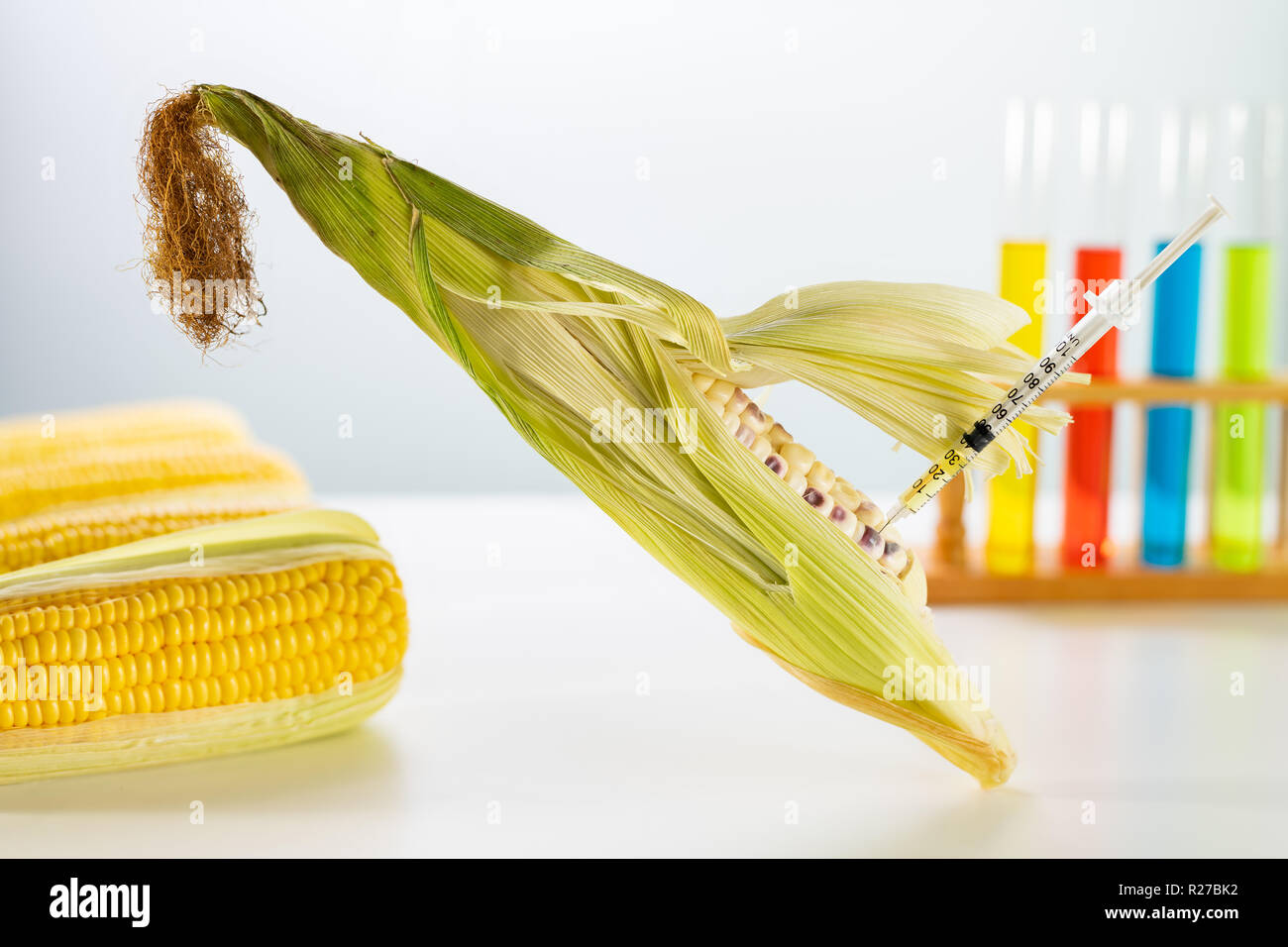 Injected corn cob in genetic engineering laboratory, GMO food concept ...