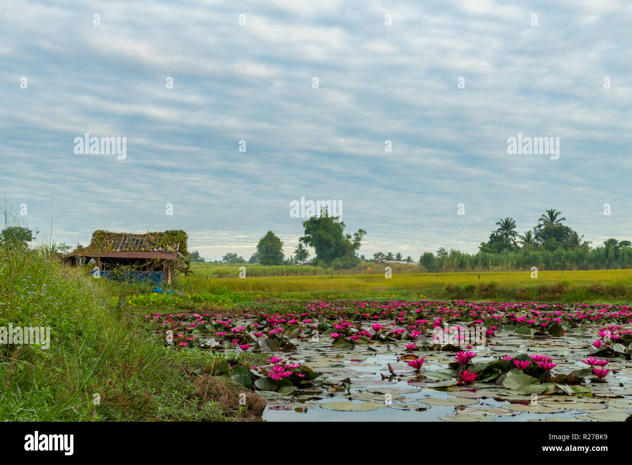 Beautiful early morning landscape of a typical remote countryside of ...