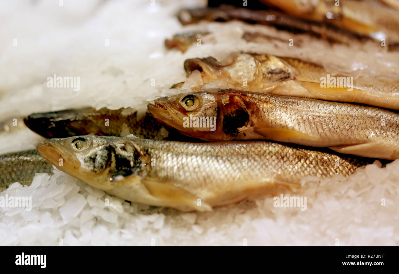 Photo background bright macro beautiful fish in ice Stock Photo - Alamy