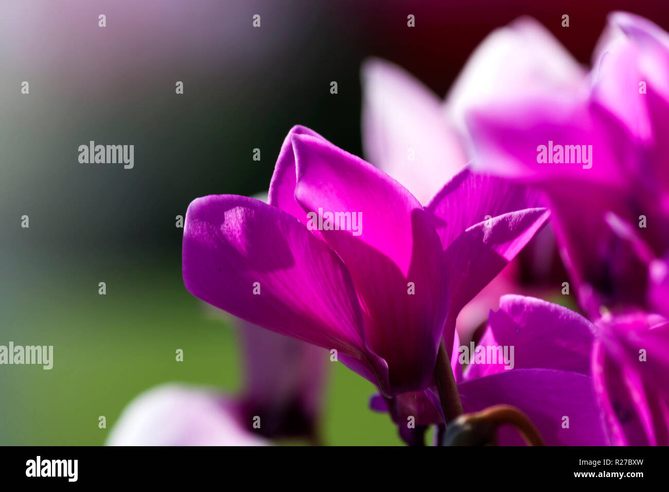 Pink and white flowers moving in a windy day - photography Stock Photo ...