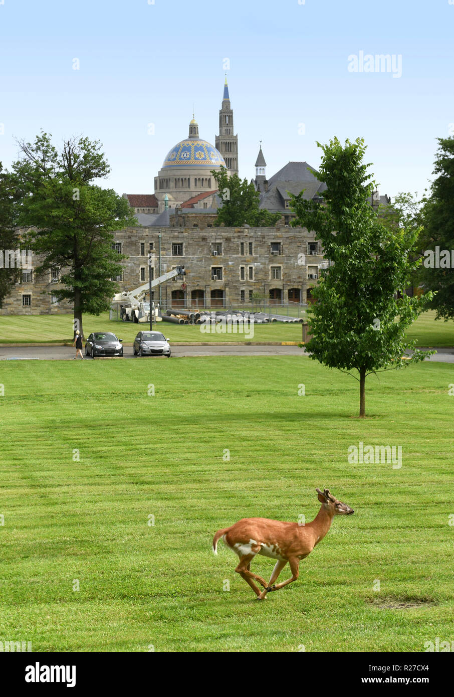 Deer in the park the Catholic University of America and Basilica of the ...