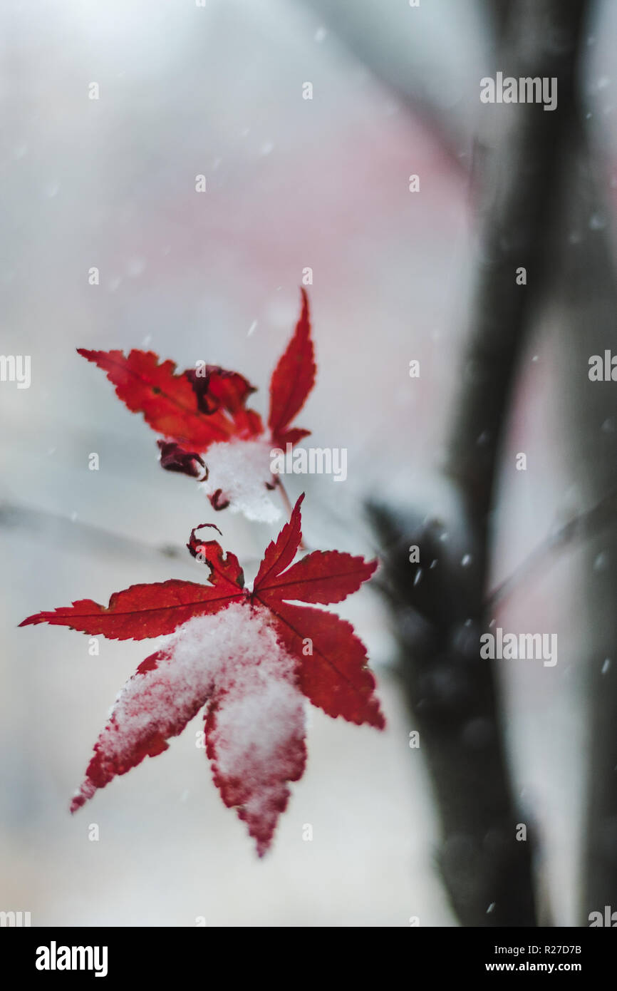 Red maple tree snow hi-res stock photography and images - Alamy