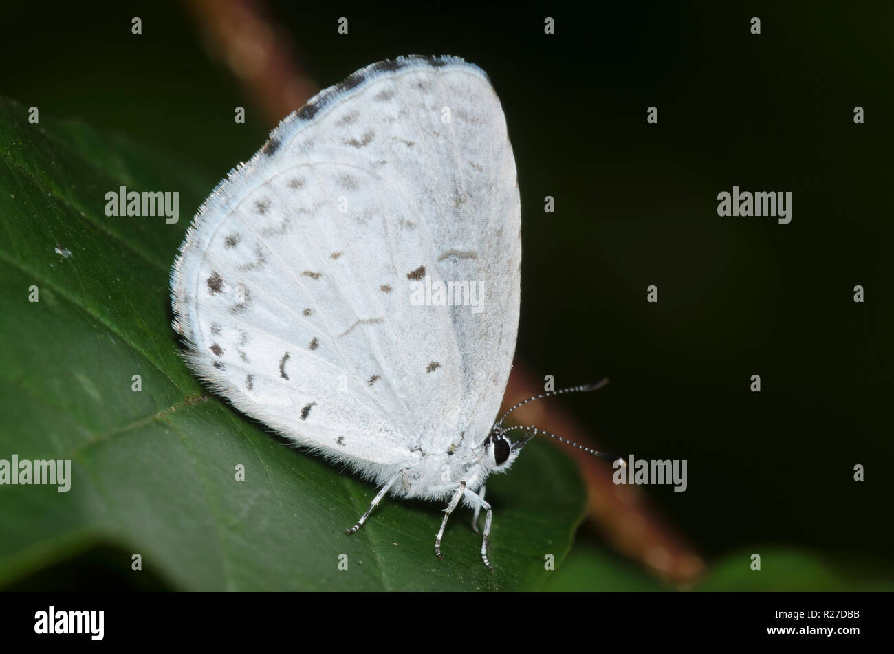 Summer Azure, Celastrina neglecta Stock Photo - Alamy