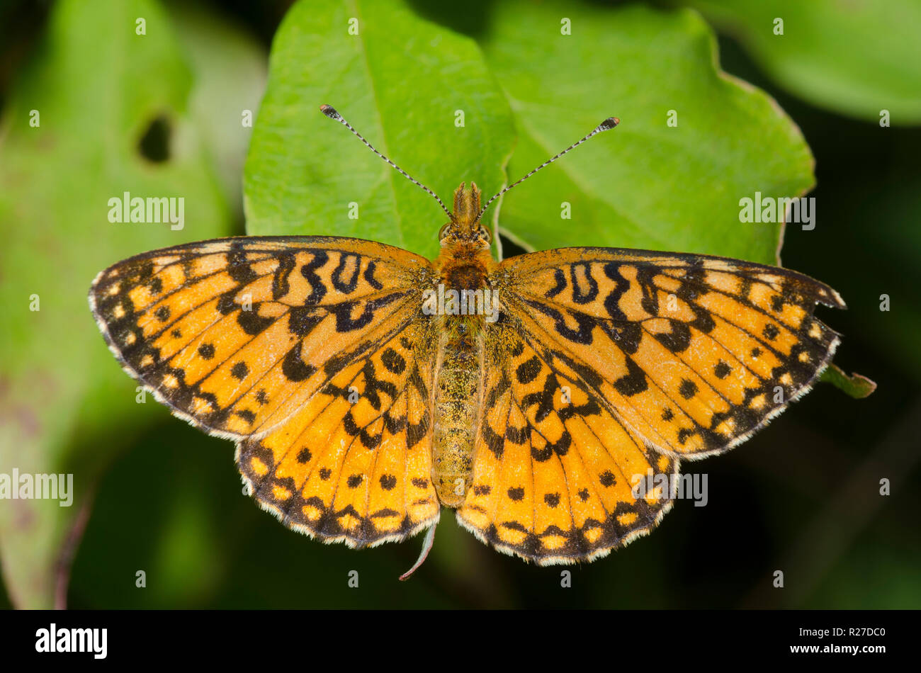 Silver-bordered Fritillary, Boloria myrina Stock Photo - Alamy